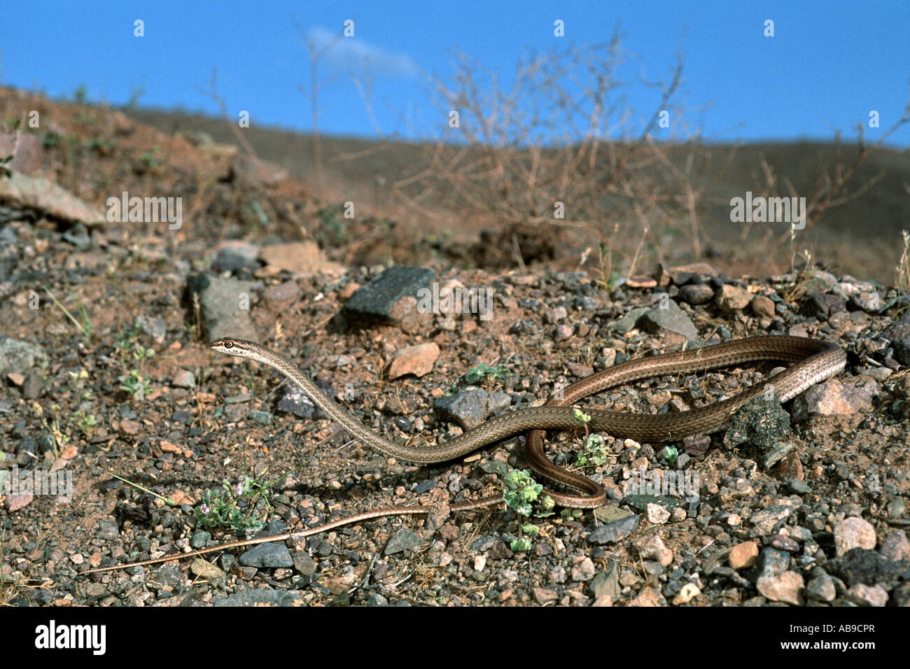 Forskals Banque de photographies et d’images à haute résolution - Alamy