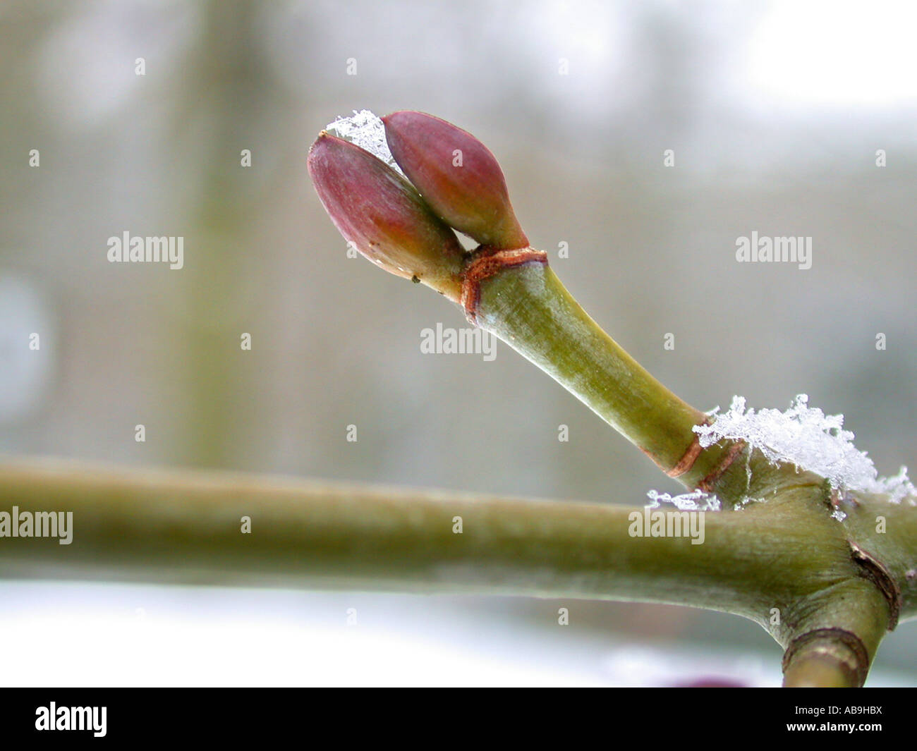 Acer rufinerve Banque de photographies et d’images à haute résolution ...