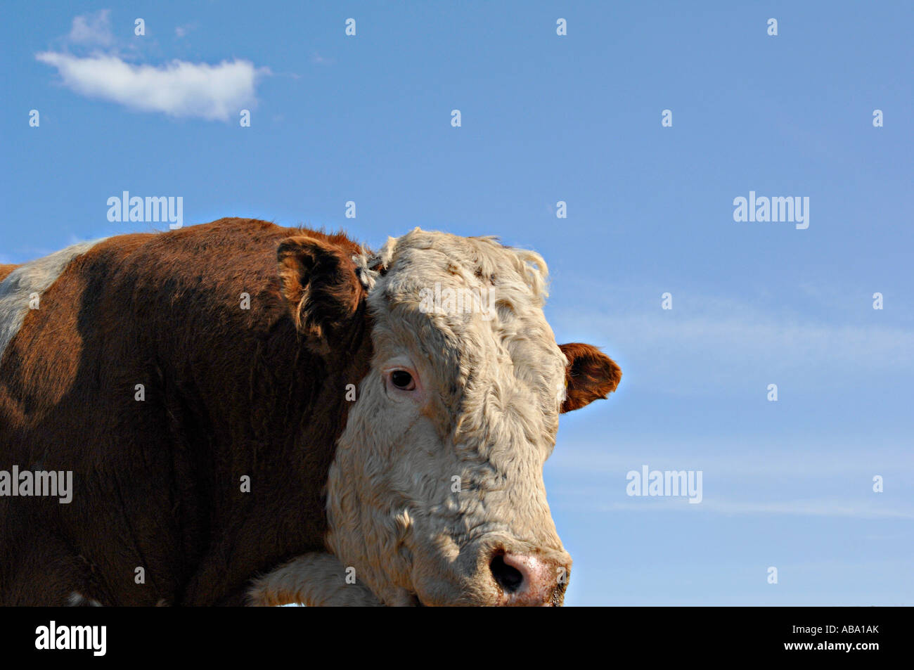 Animal taureau Banque de photographies et d’images à haute résolution ...