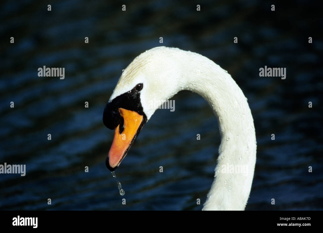 Reflets de cygne muet Banque de photographies et d’images à haute résolution - Alamy