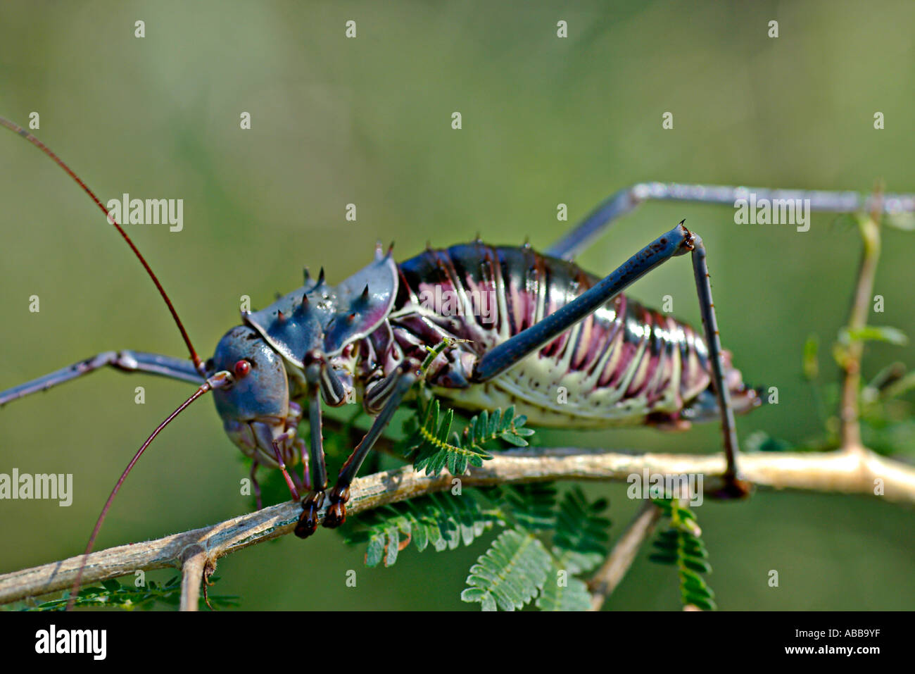 Cricket de brousse blindé Banque de photographies et d’images à haute ...