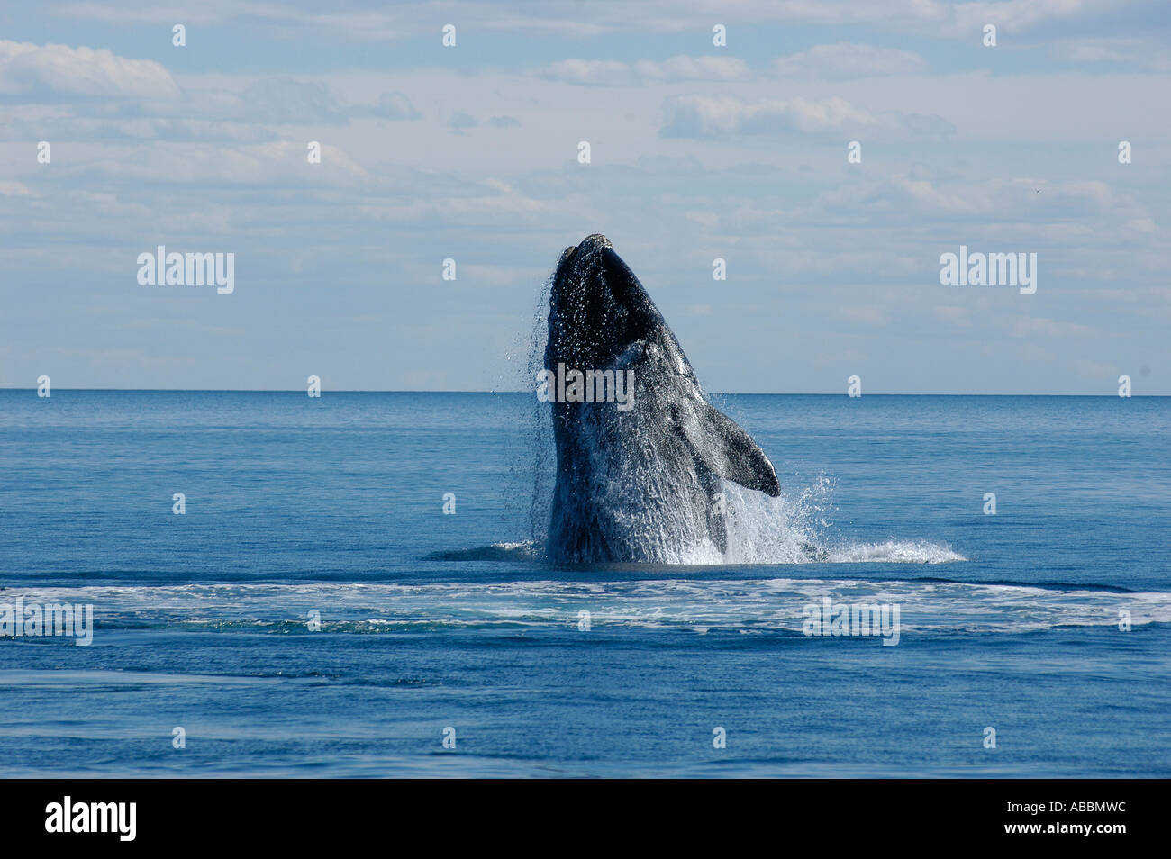Baleine franche australe Eubalaena australis Océan Atlantique péninsule ...