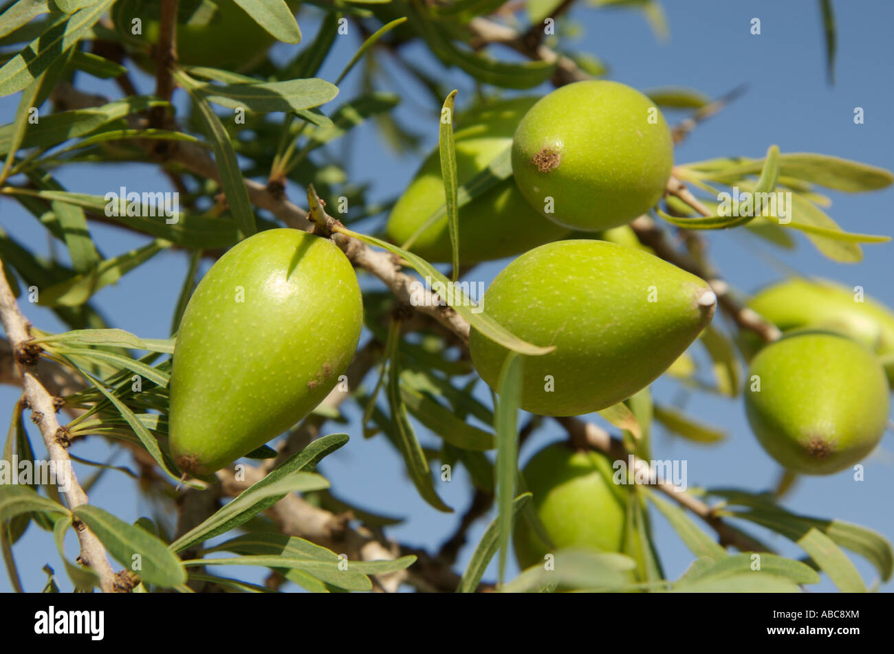 Argan fruits Banque de photographies et d’images à haute résolution - Alamy