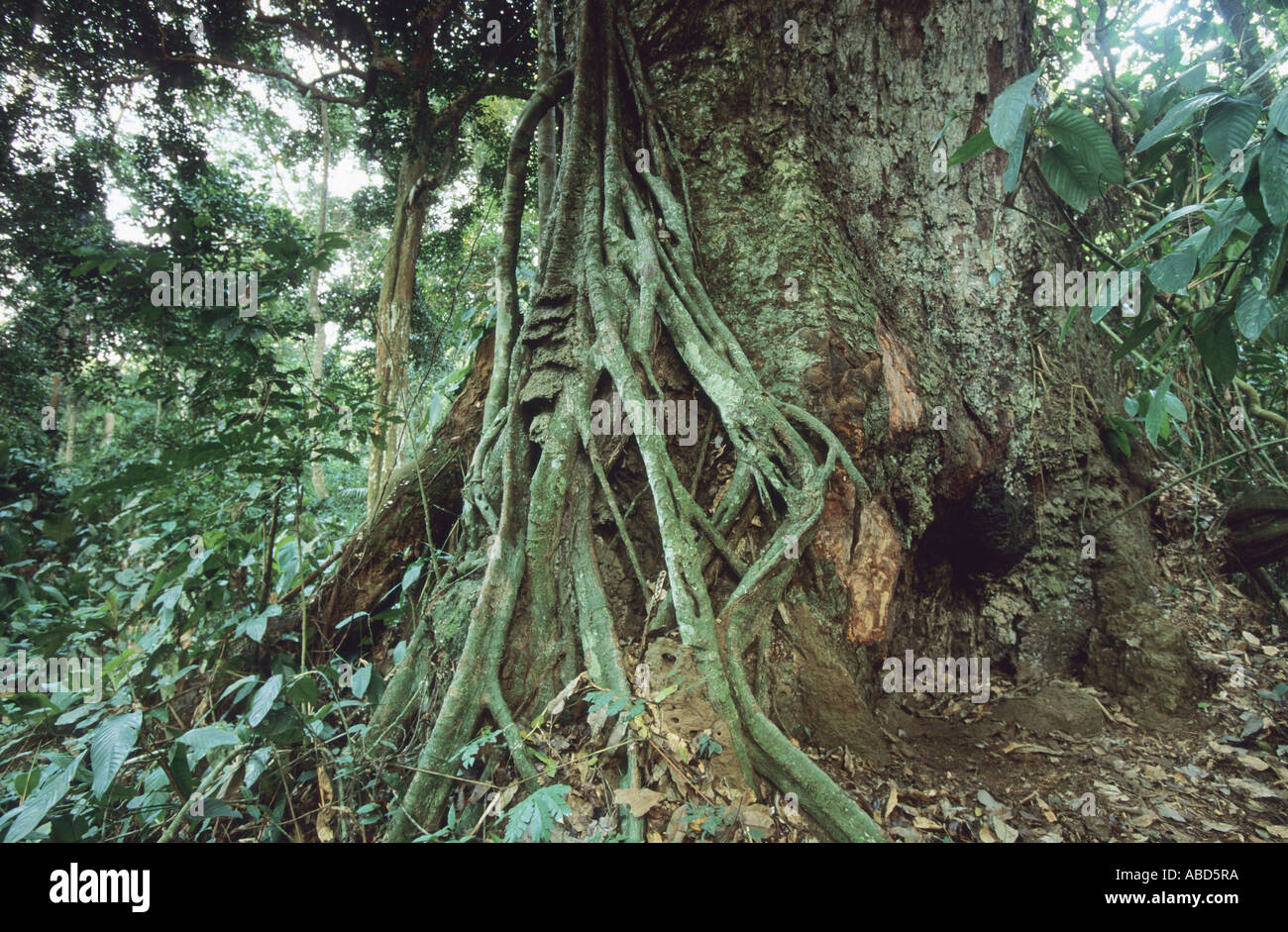 Arbre géant dans la forêt tropicale en République du Congo Photo Stock ...