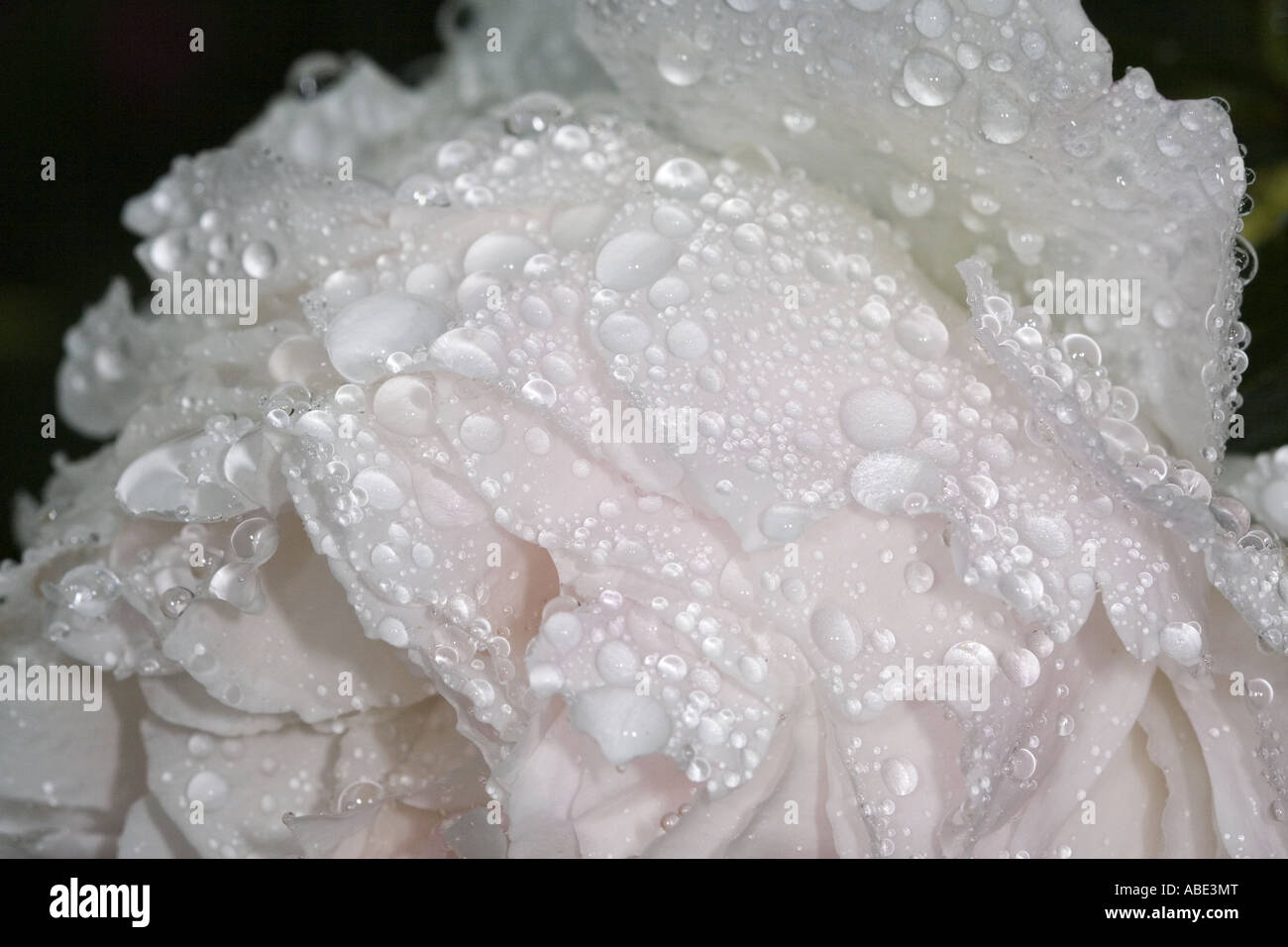 Rose des pluies Banque d'image et photos - Alamy
