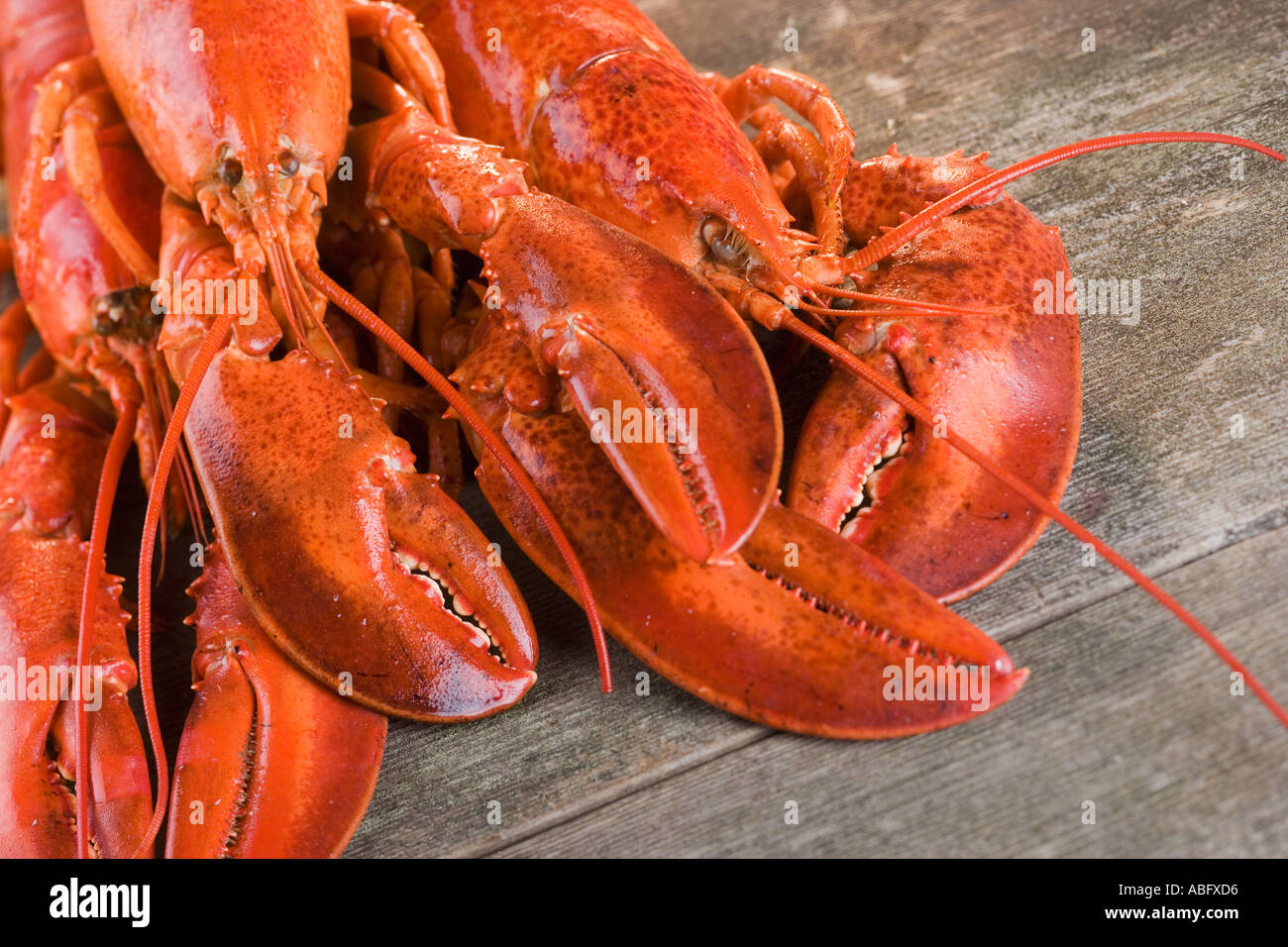 Nature morte avec des homards Banque de photographies et d’images à ...