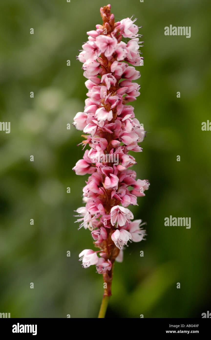 Polygonum affine superbum Banque de photographies et d’images à haute ...