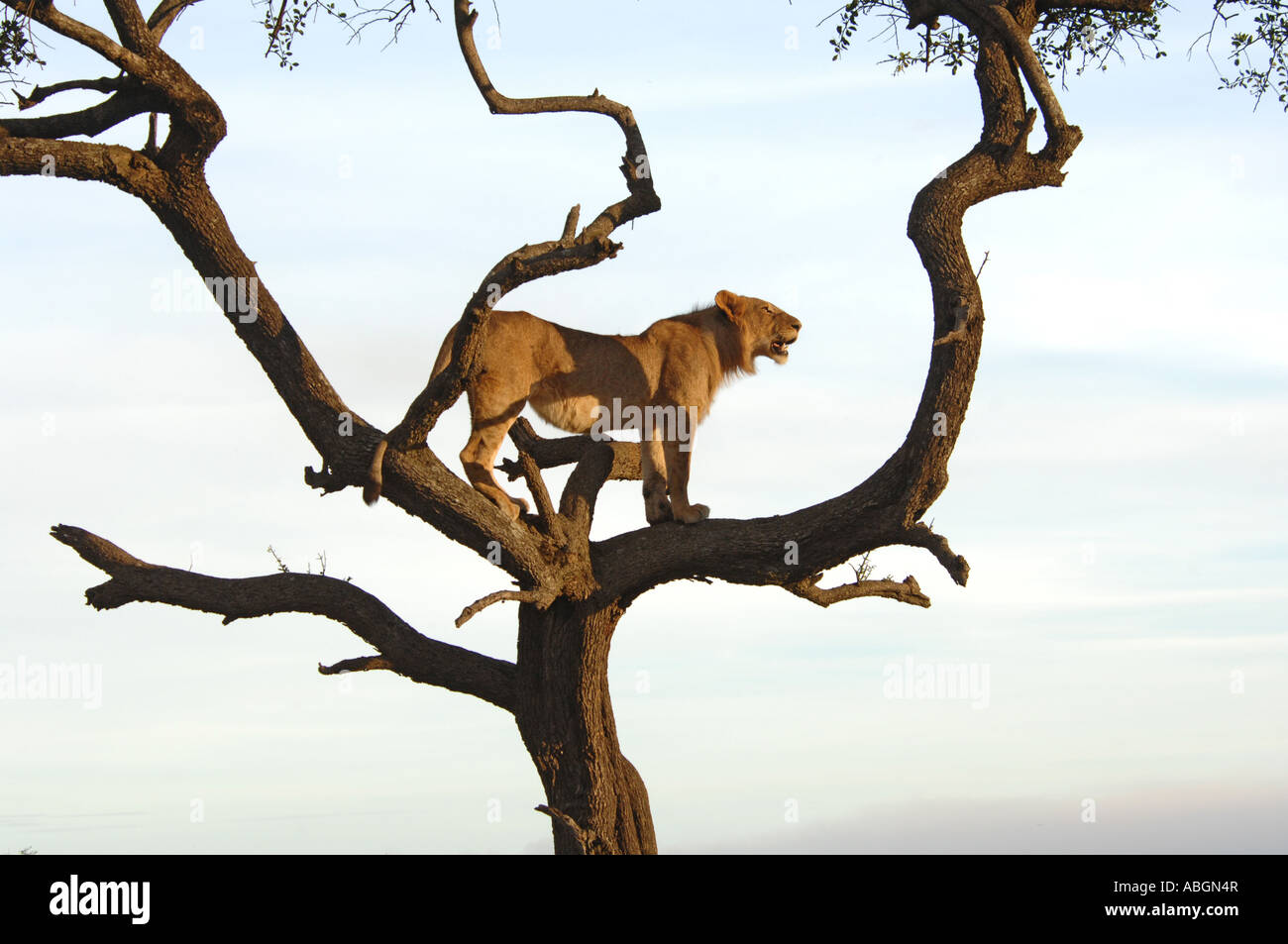 Lions lion sur arbre lion femelle panthera leo Banque de photographies ...