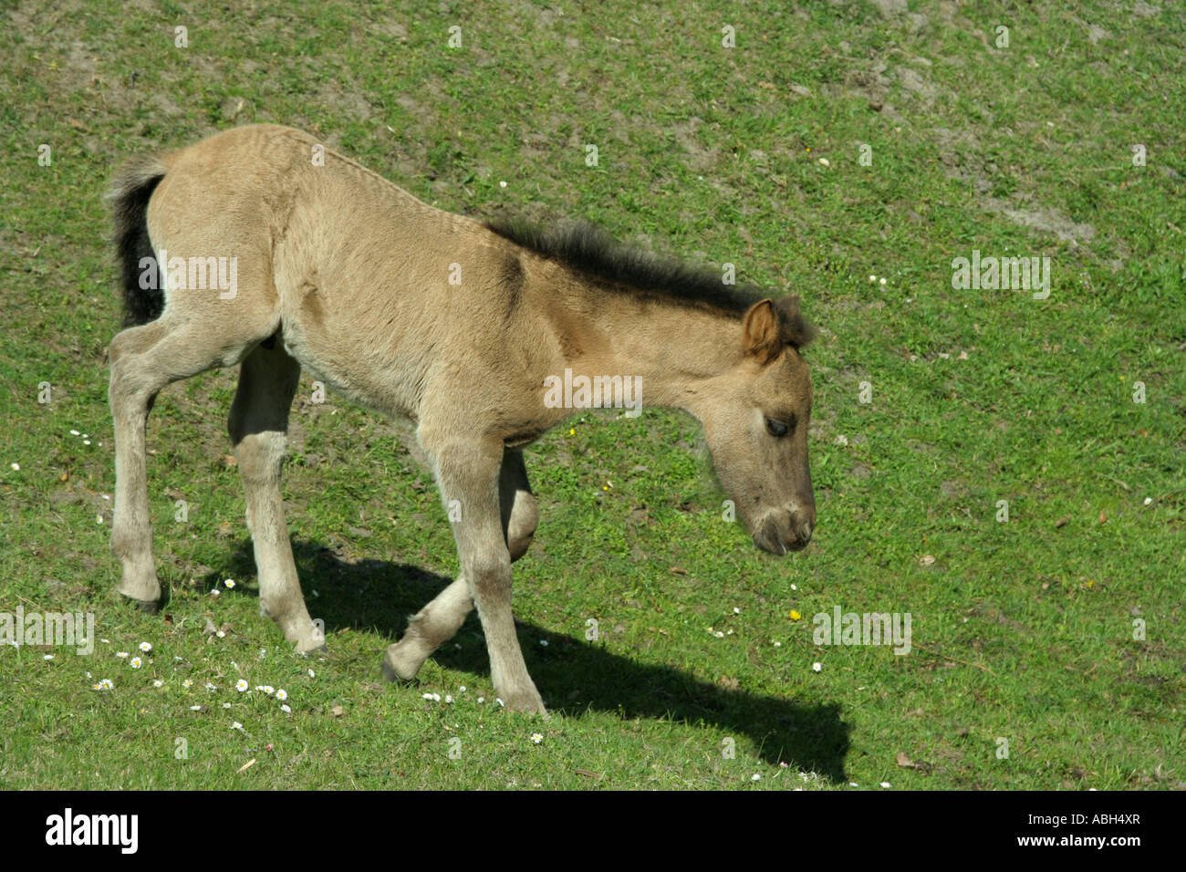 Cheval Polonais Banque d'image et photos - Alamy