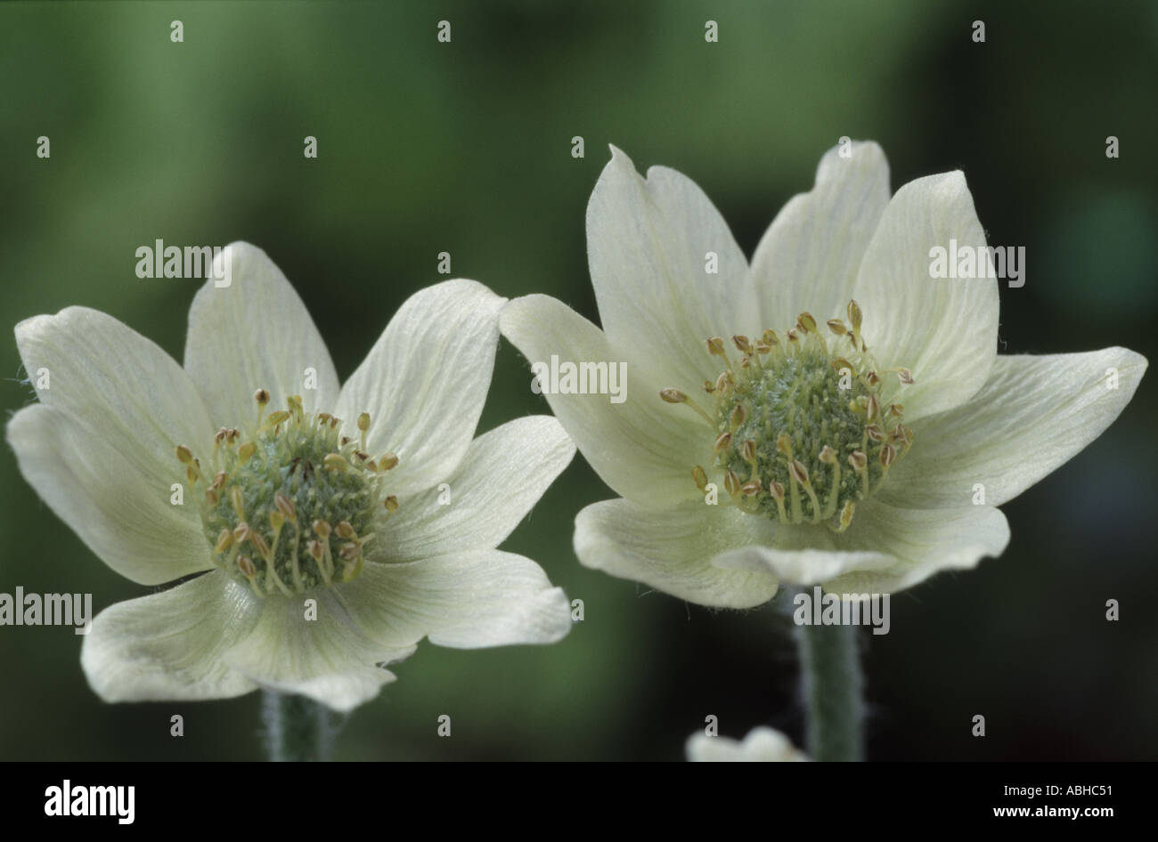 Anemone multifida Banque de photographies et d’images à haute ...