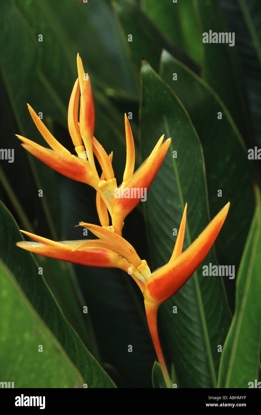 Heliconia heliconia stricta Banque de photographies et d’images à haute ...