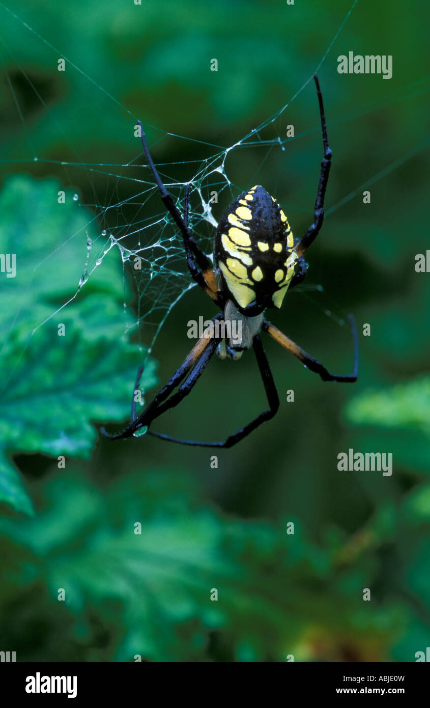 Agriope spider Banque de photographies et d’images à haute résolution ...