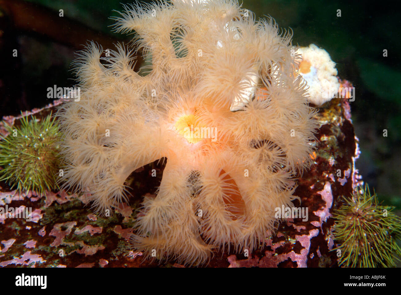 Frilled anemone Banque de photographies et d’images à haute résolution ...