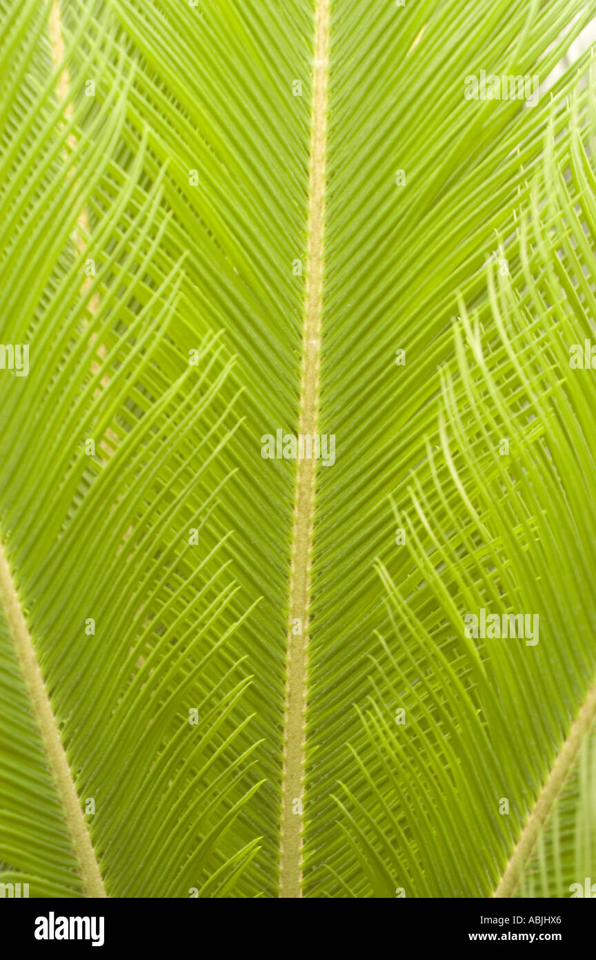 Beau motif vert pâle faites par Cycas revoluta Roi Baquois Cycadaceae ...