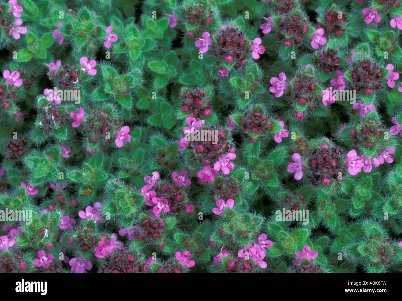 Thymus lanuginosus Banque de photographies et d’images à haute ...