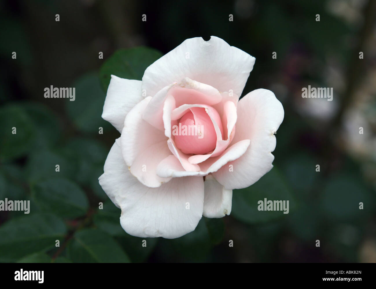 Nouvelle aube Banque de photographies et d’images à haute résolution ...