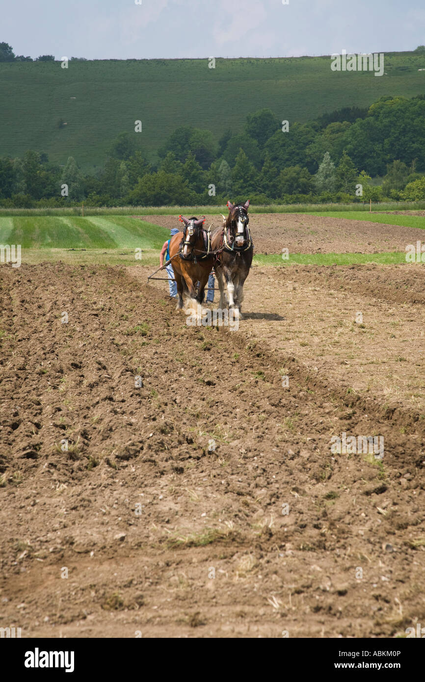 Labour de cheval de trait Banque de photographies et d’images à haute ...