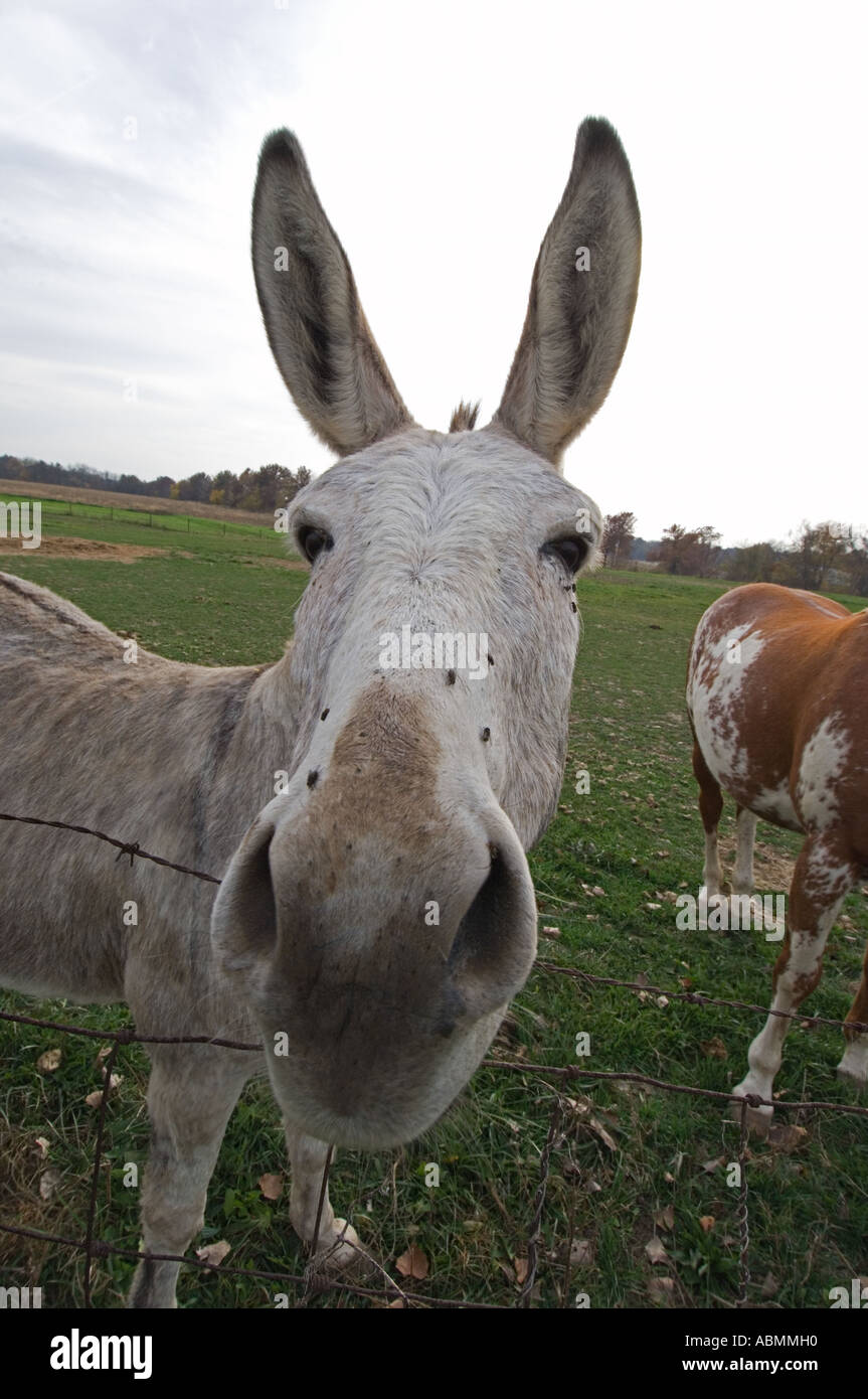 La mule Banque de photographies et d’images à haute résolution - Alamy