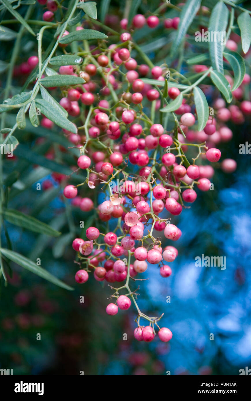 Pink fruit de l'arbre au poivre péruvien Schinus molle Photo Stock - Alamy