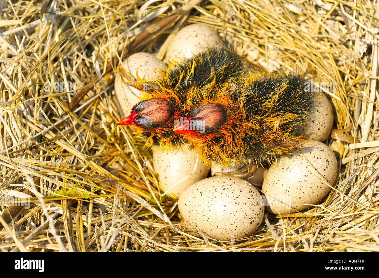 éclosion de l'oeuf poussin bébé Banque de photographies et d’images à ...