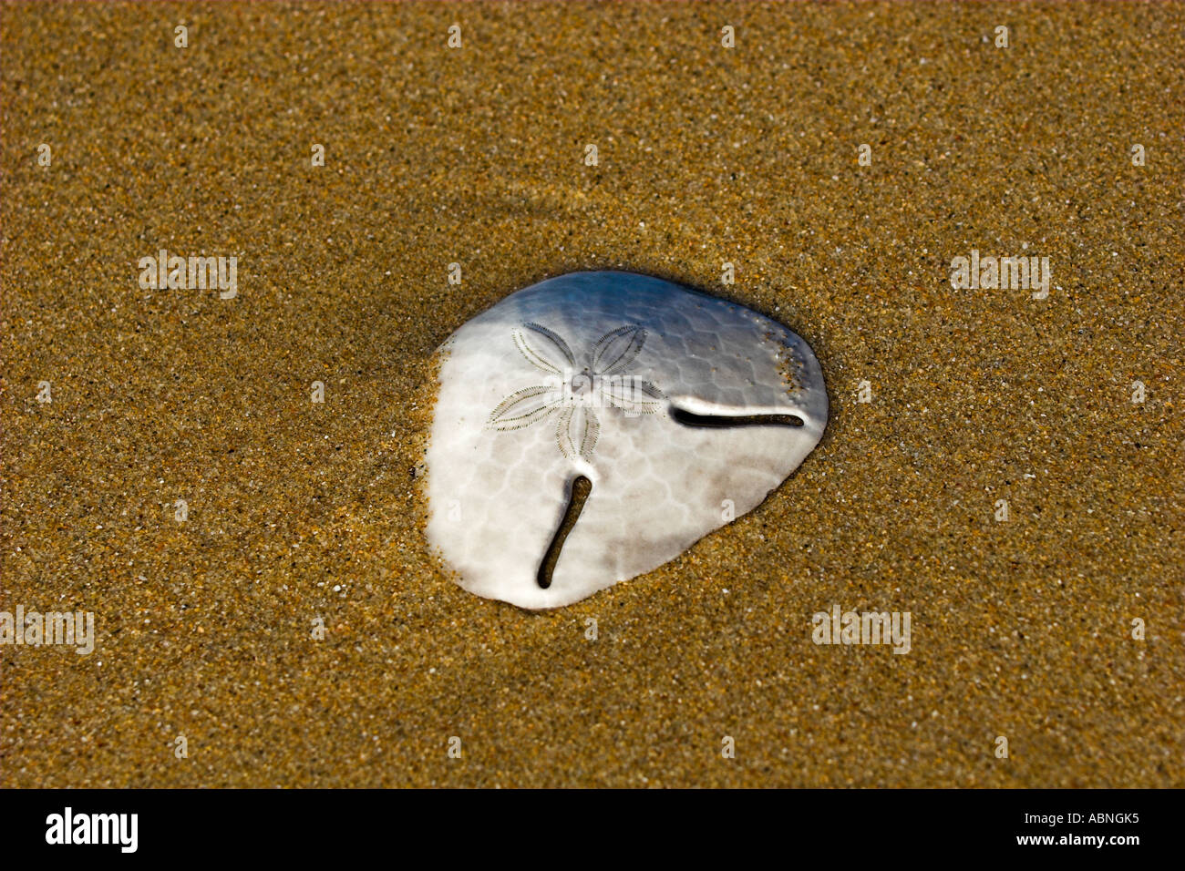 Pansy shell Banque de photographies et d’images à haute résolution - Alamy