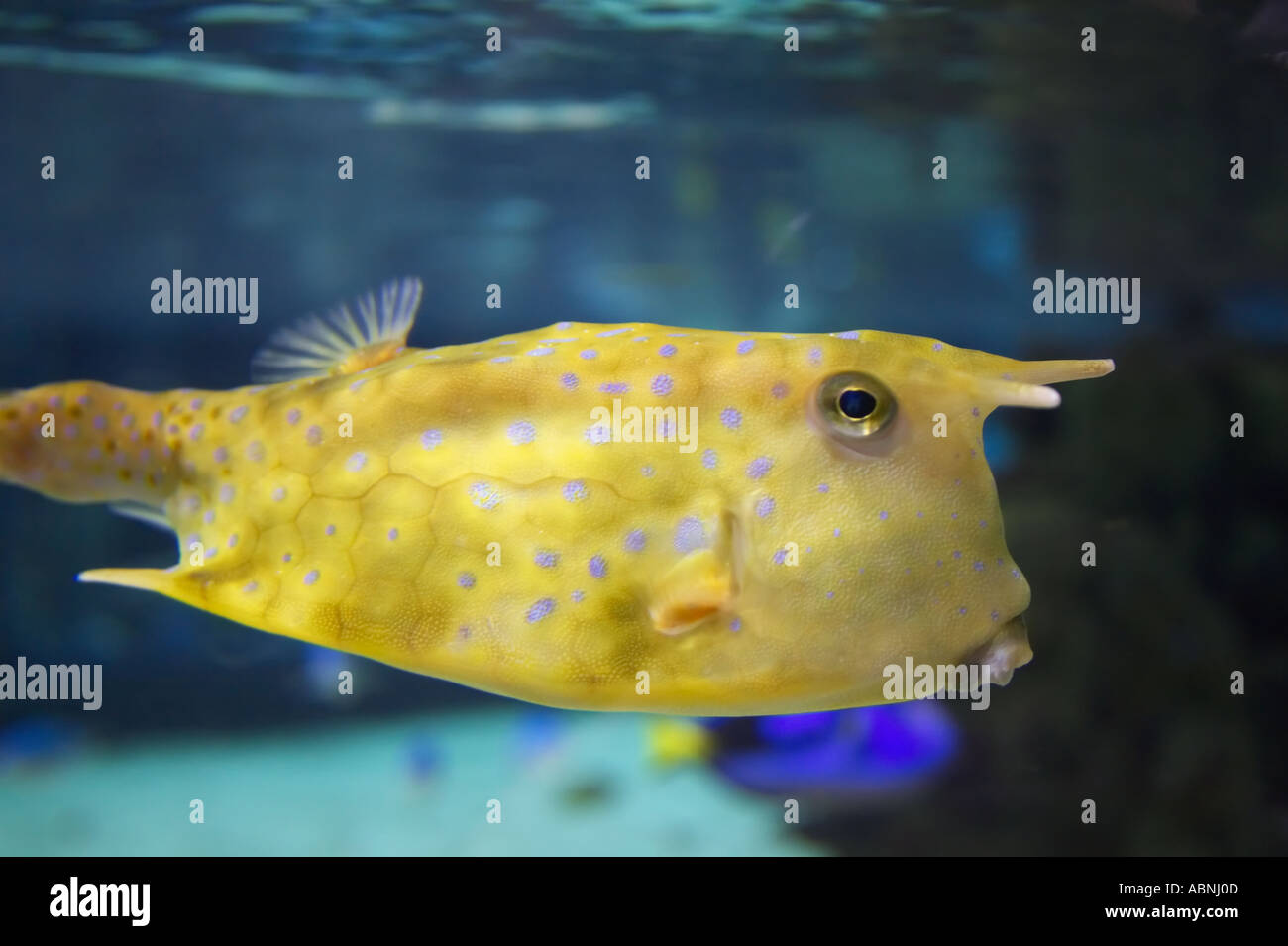 Poisson de vache à longhorn Banque de photographies et d’images à haute ...