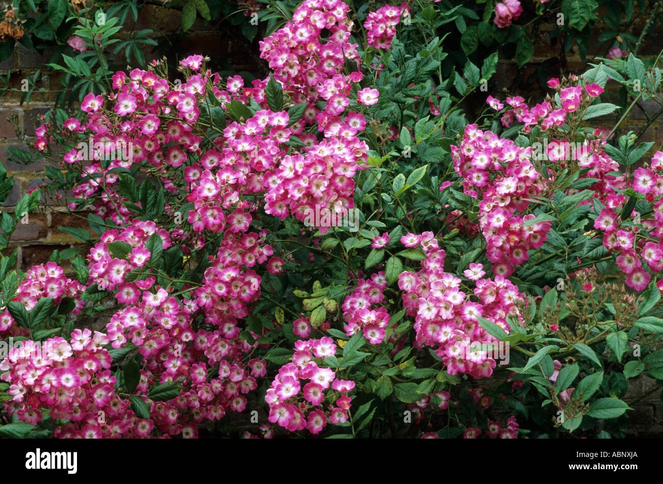 Rosa marjorie fair rose Banque de photographies et d’images à haute ...