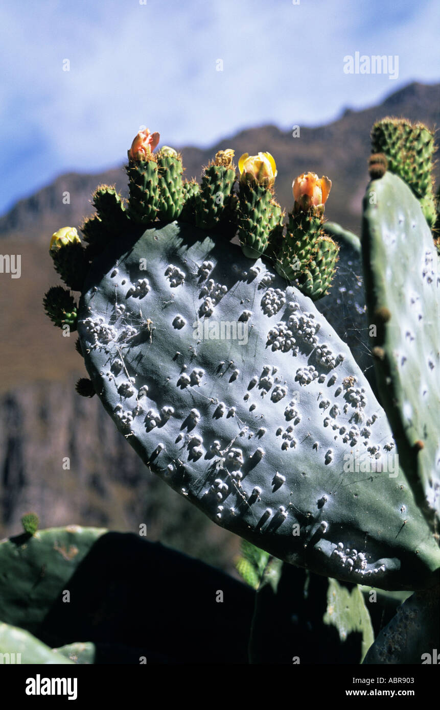Insectes cochenilles sur cactus Banque de photographies et d’images à ...