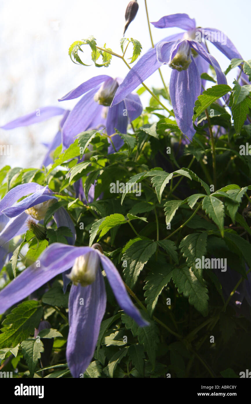 Alpine clematis Banque de photographies et d’images à haute résolution ...