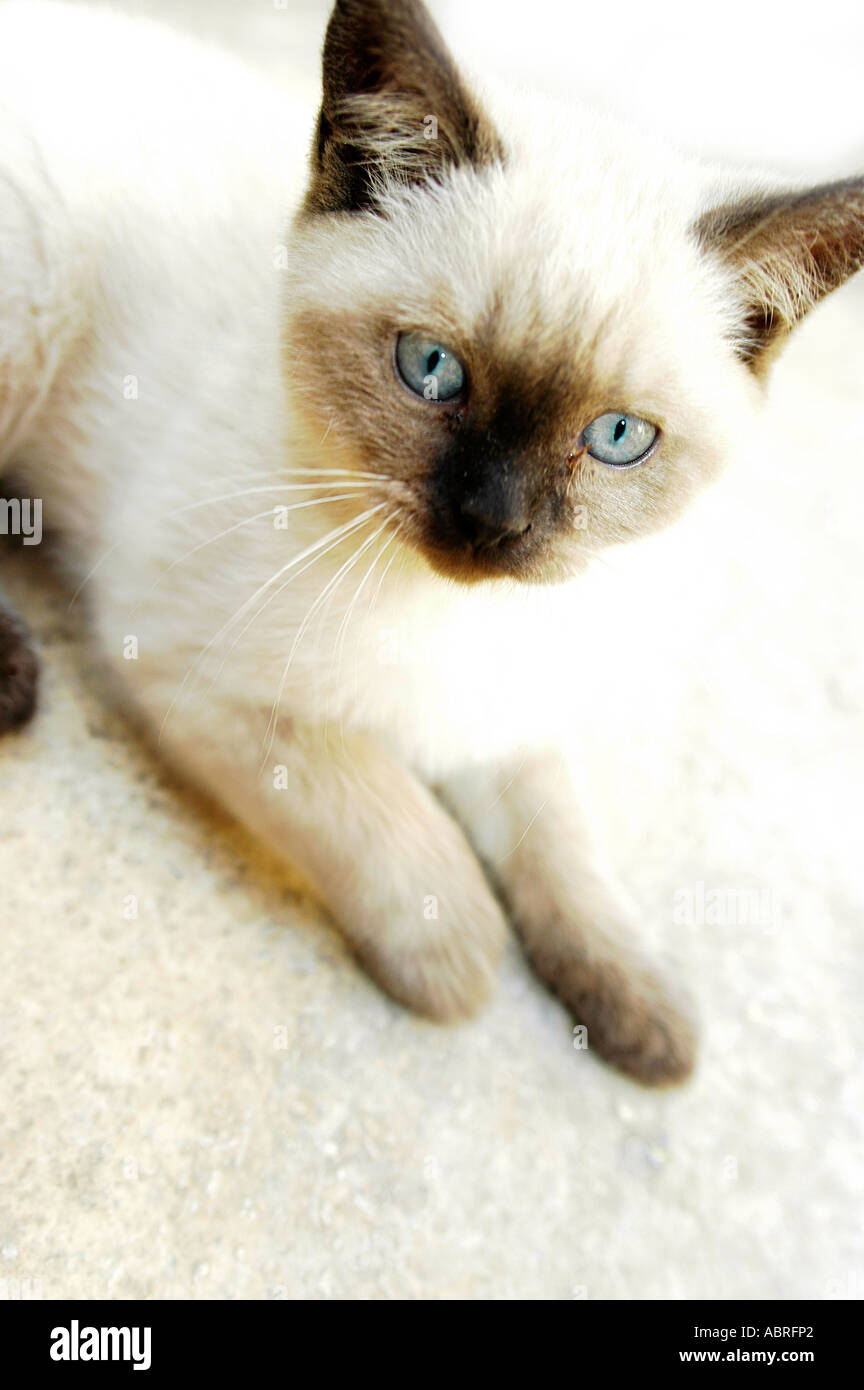 Bébé siamois Banque de photographies et d’images à haute résolution - Alamy