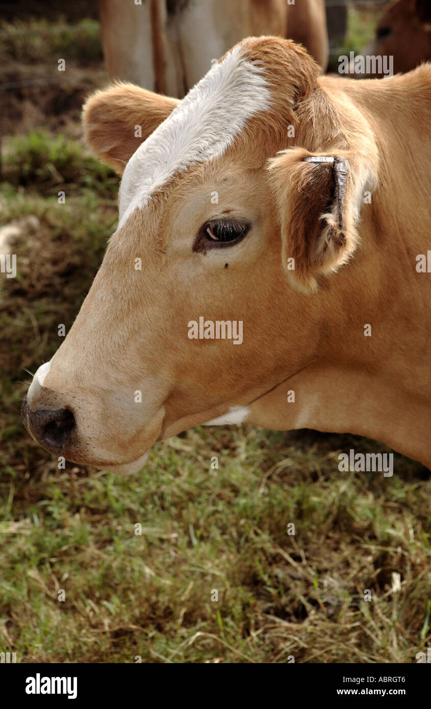 Tête de vache profil Banque de photographies et d’images à haute ...