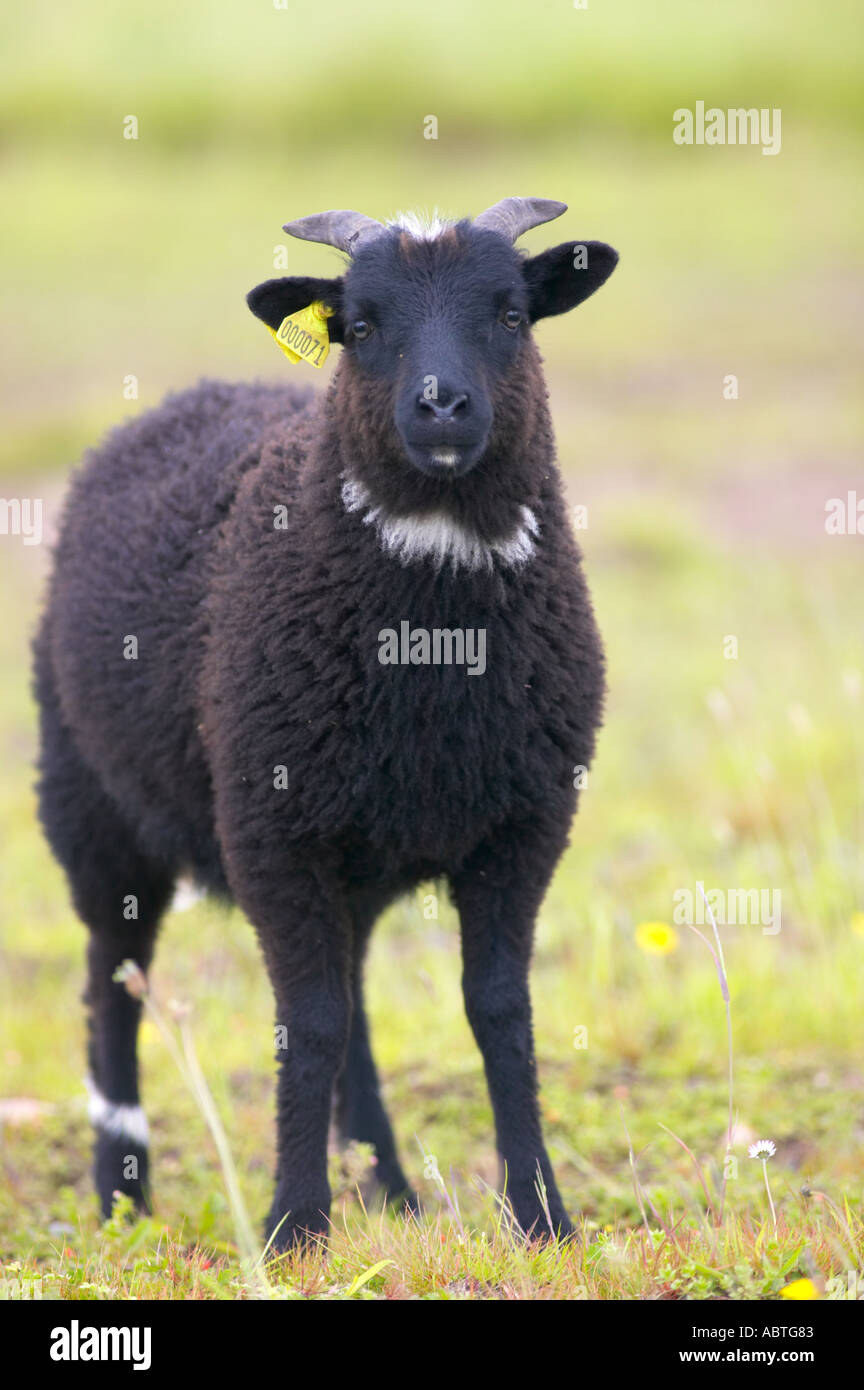 Moutons blach Banque de photographies et d’images à haute résolution ...