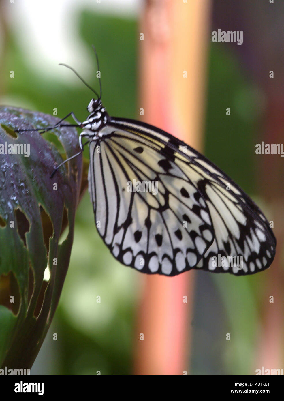 Papillon nymphe arbre blanc Banque de photographies et d’images à haute ...