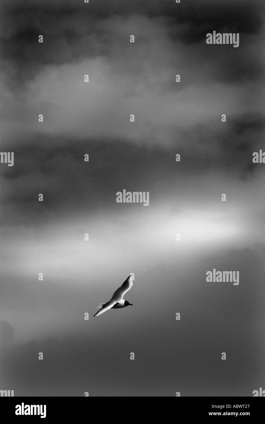 Oiseaux solitaires Banque d'images noir et blanc - Alamy