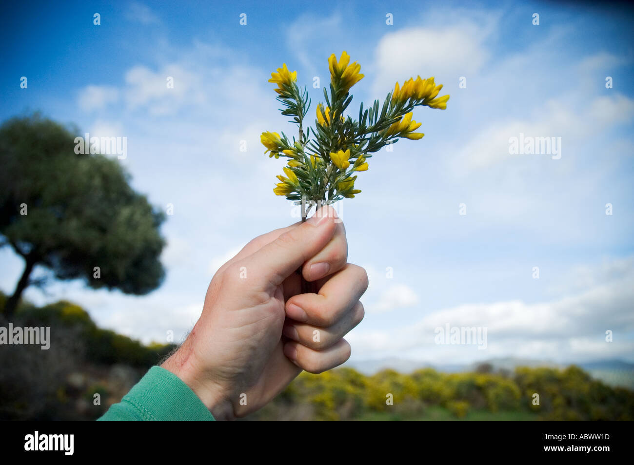 Une offrande pour la paix - un bouquet de fleurs sauvages Photo Stock ... Une offrande pour la paix - un bouquet de fleurs sauvages Photo Stock ...