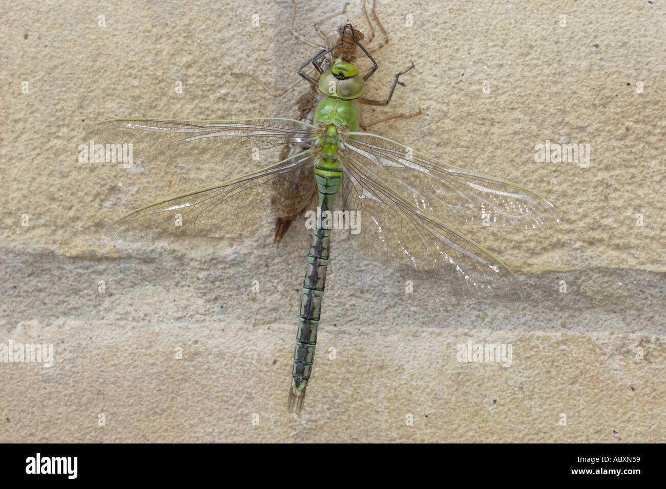 Larve de libellule empereur Banque de photographies et d’images à haute ...