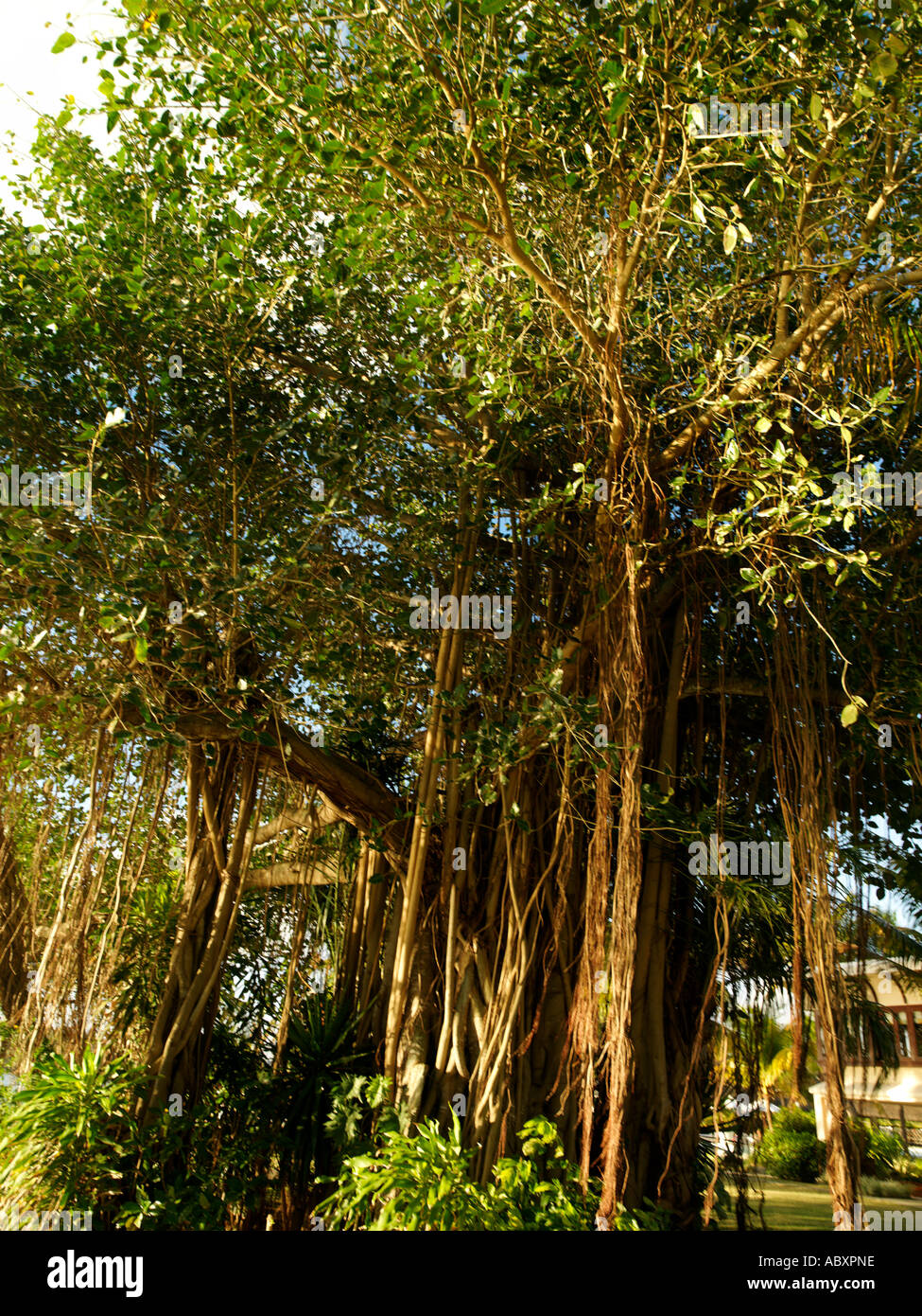 Banyan tree mauritius Banque de photographies et d’images à haute ...