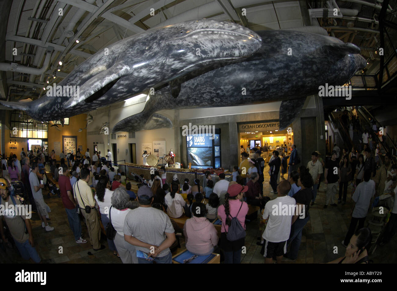 La pleine échelle de reproduction de la baleine grise Eschrichtius ...