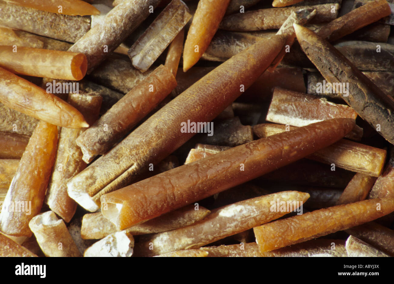 Belemnites belemnoidea belemnoids Banque de photographies et d’images à ...