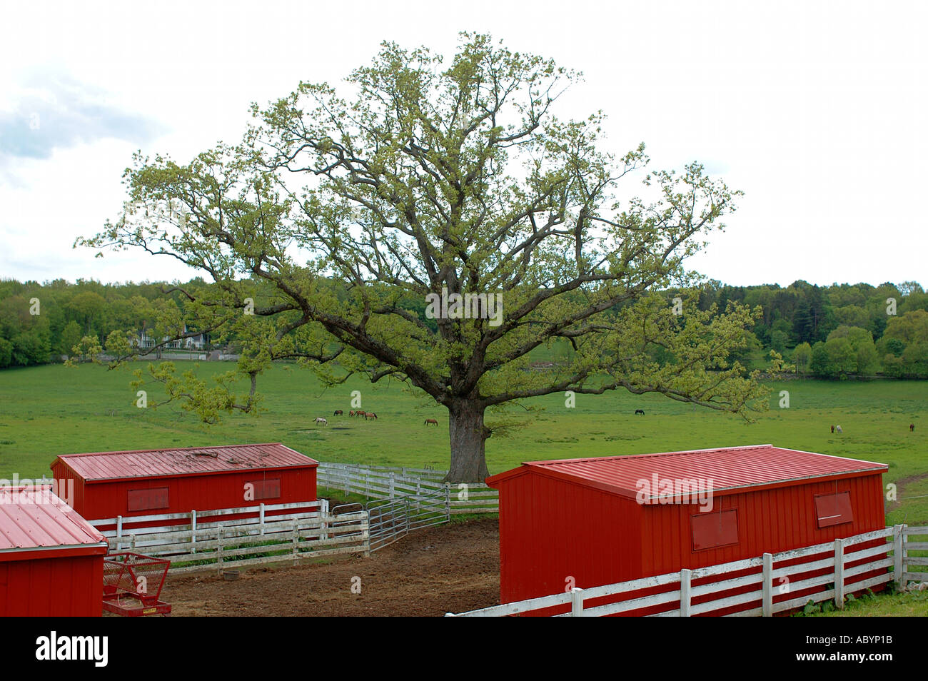 Ferme avec grand arbre Banque d'image et photos - Alamy