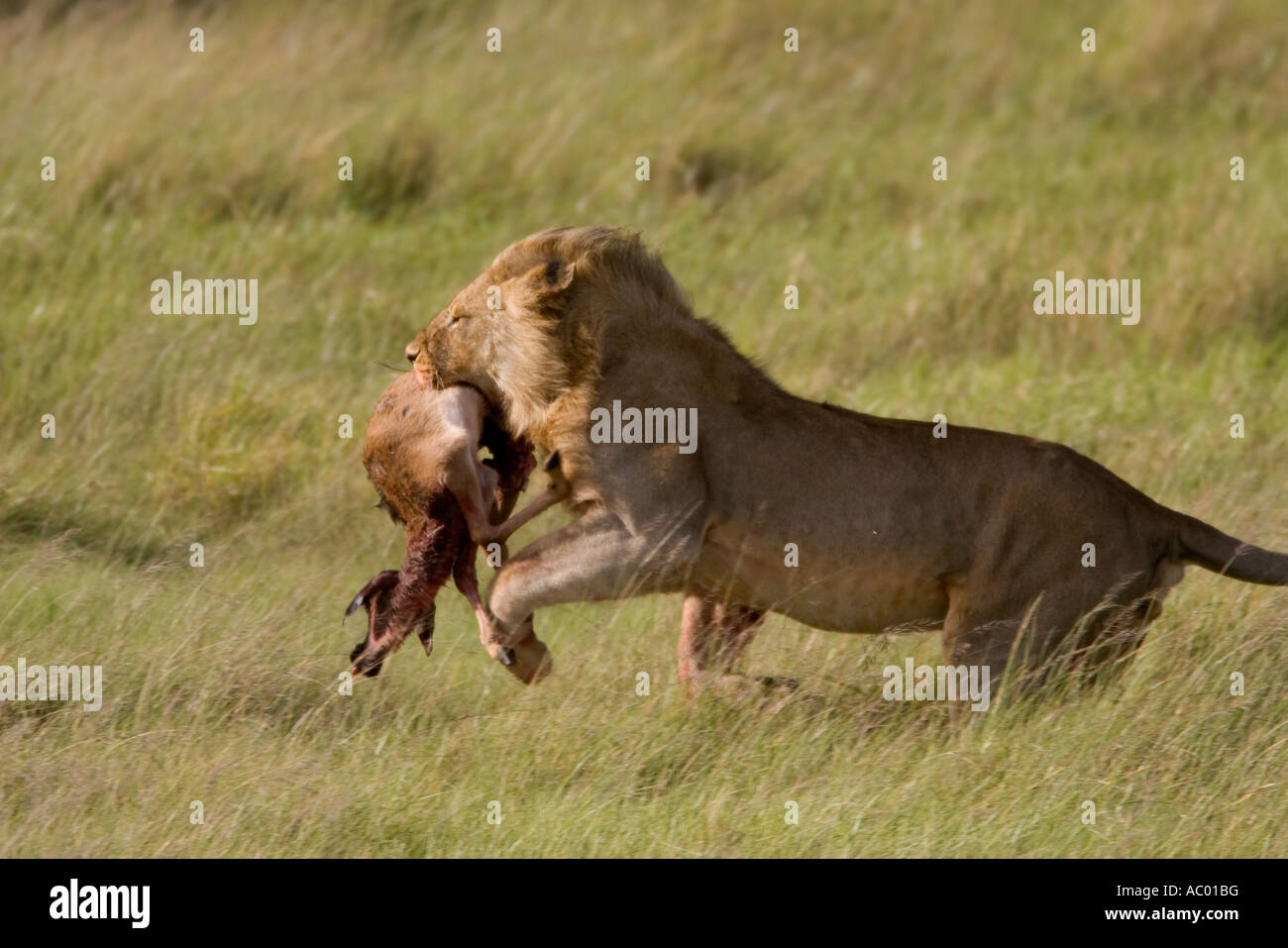 Wildebeest calf kill Banque de photographies et d’images à haute résolution - Alamy