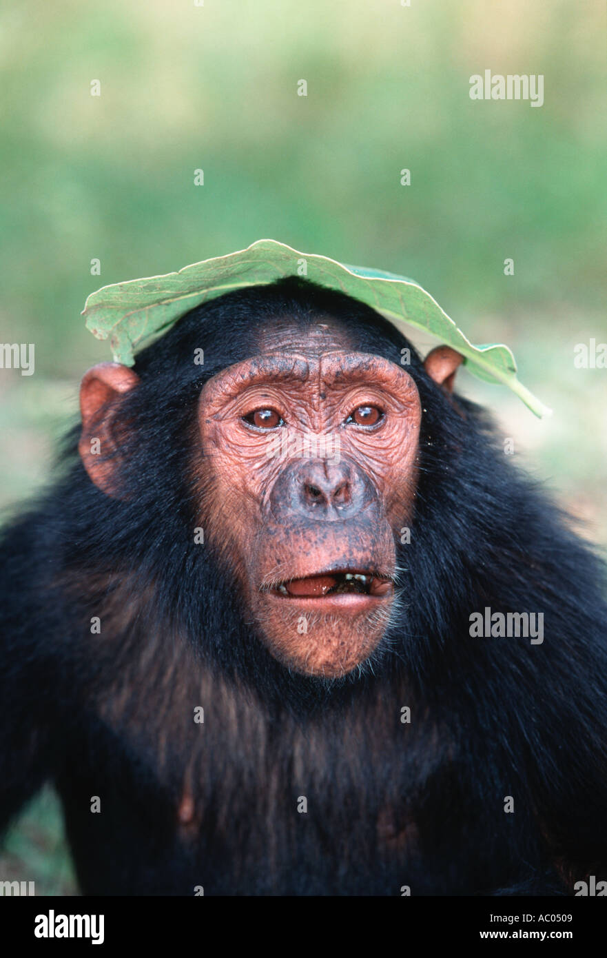 Tête de singe Banque de photographies et d’images à haute résolution ...