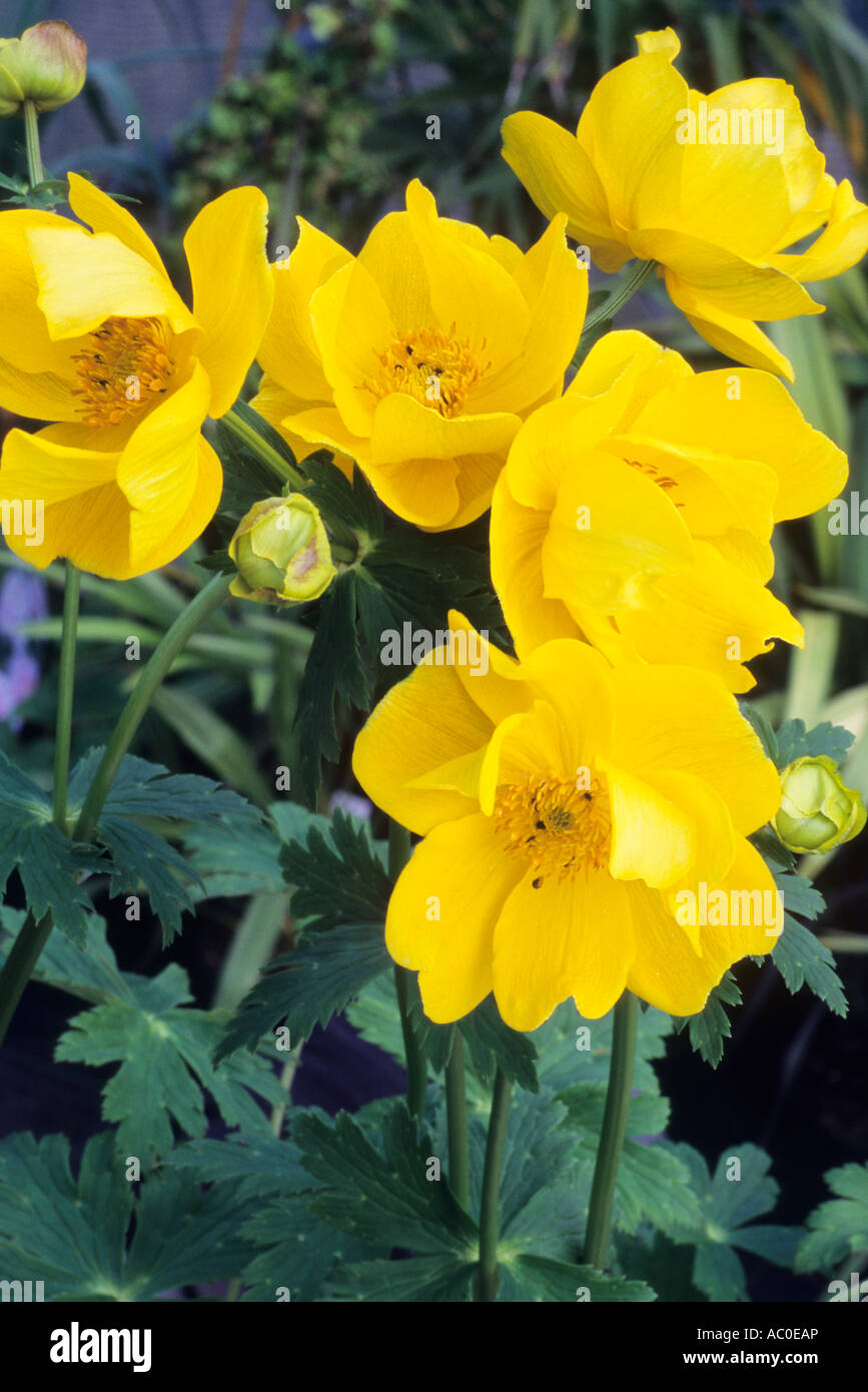 Trollius cultorum Banque de photographies et d’images à haute ...
