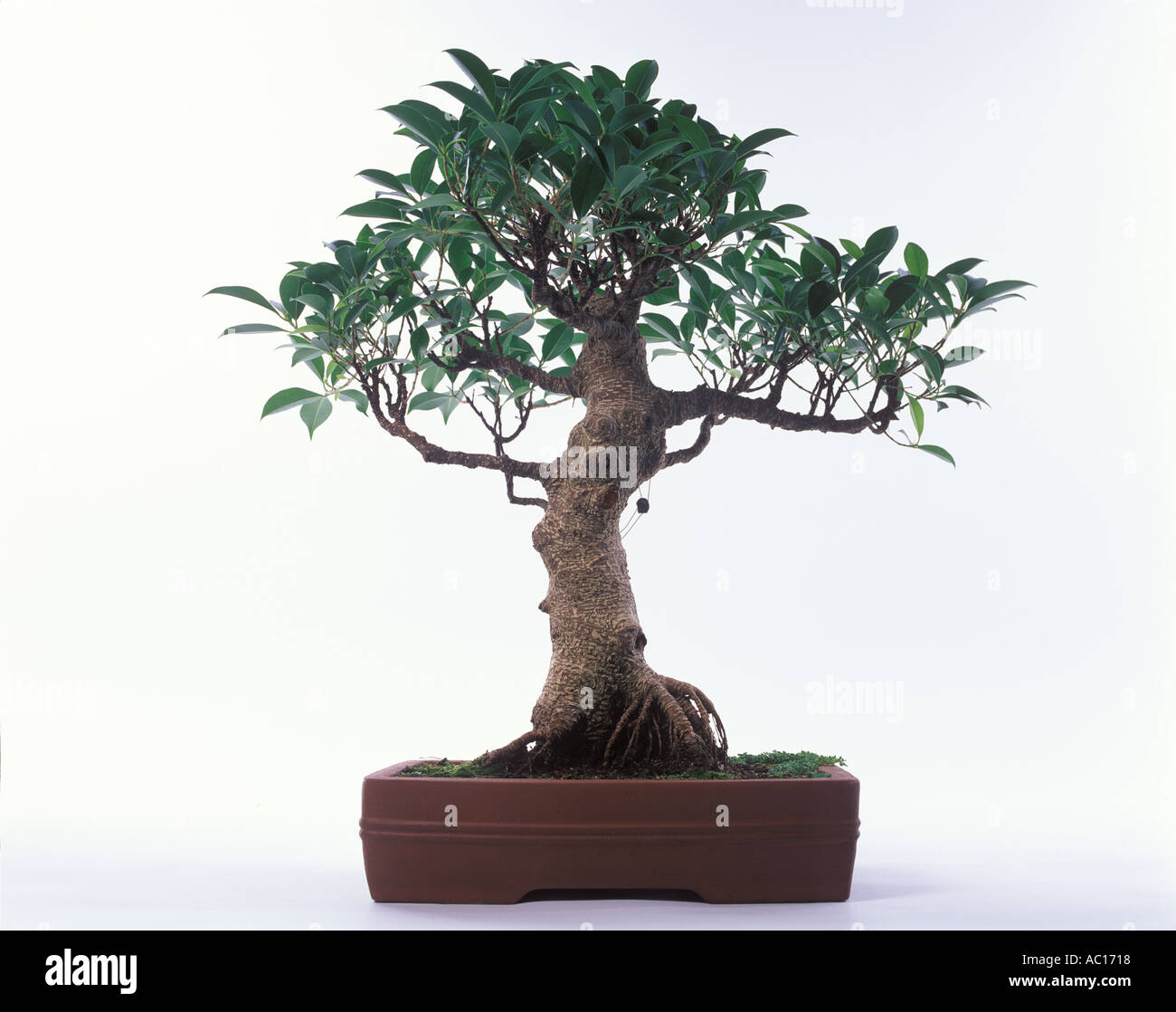 Bonsai ficus Banque de photographies et d’images à haute résolution - Alamy