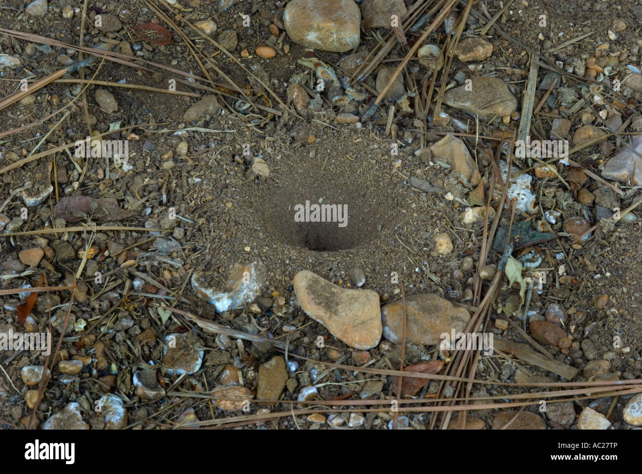 Fourmi lion Banque de photographies et d’images à haute résolution - Alamy
