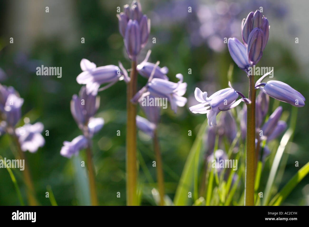 Des fleurs bleu Jacinthe sauvage ou Bluebell Endymion non scriptus nom ...