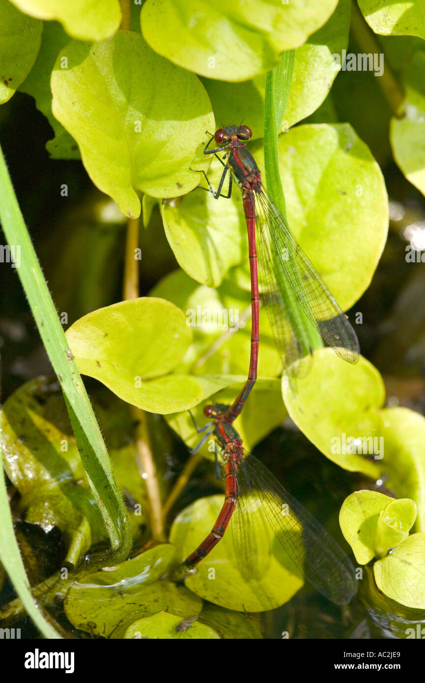 Accouplement de demoiselle rouge Banque de photographies et d’images à ...