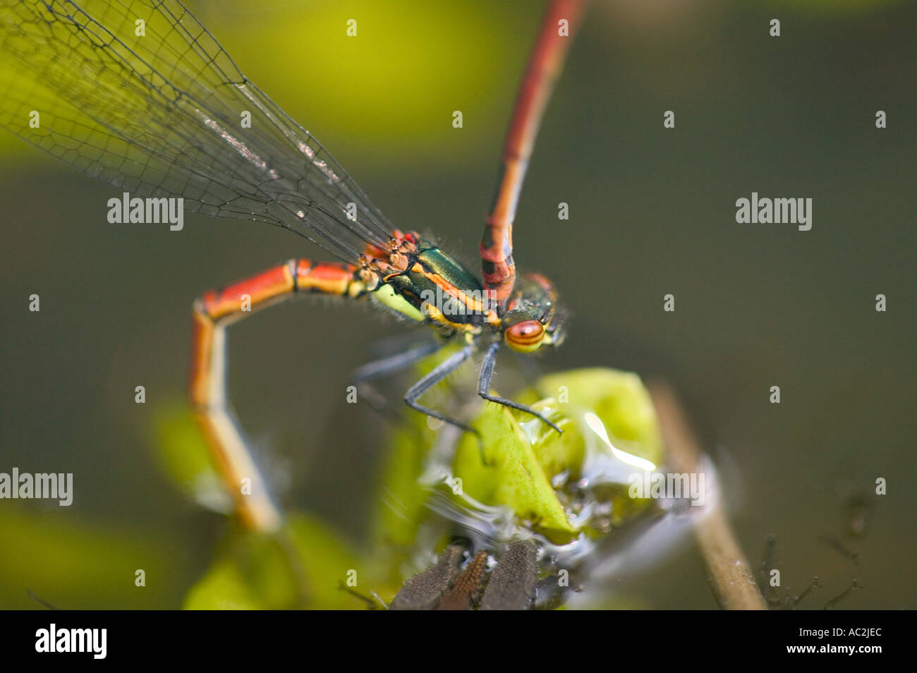Accouplement de demoiselle rouge Banque de photographies et d’images à ...