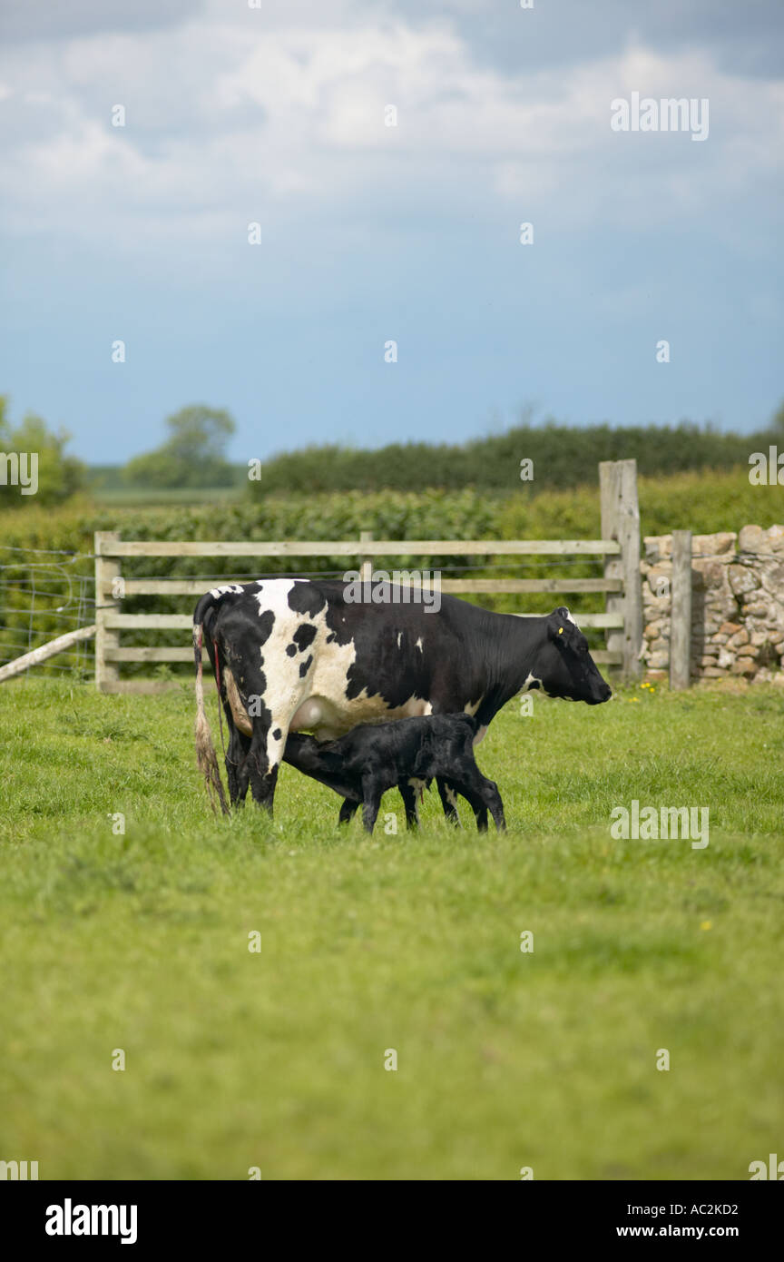 Taureau holstein frisonne Banque de photographies et d’images à haute ...