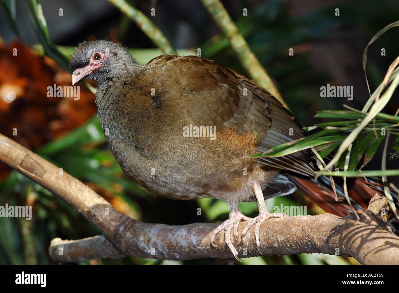 Chaco chachalaca ortalis canicollis Banque de photographies et d’images ...